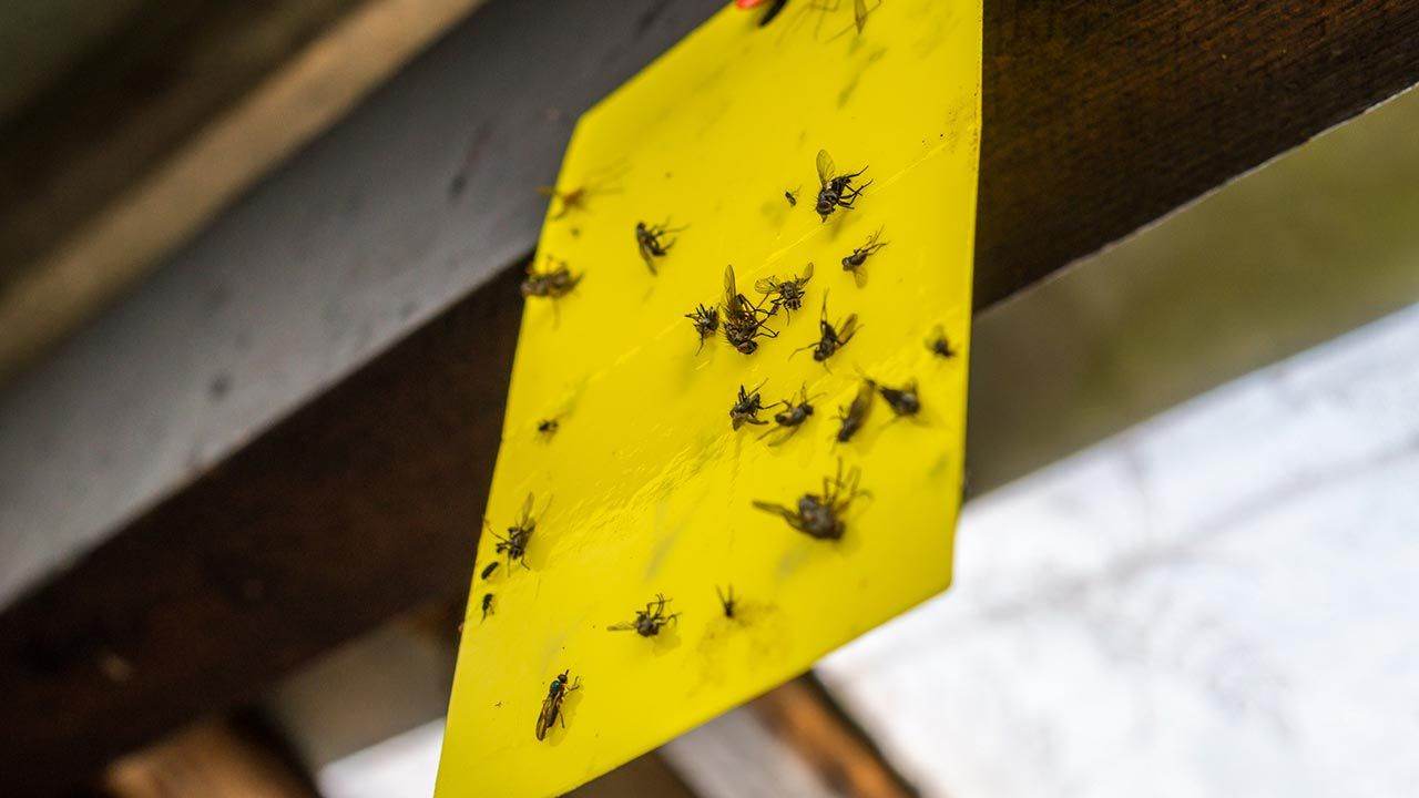 ¿Cómo eliminar las moscas en casa? - El Clarin